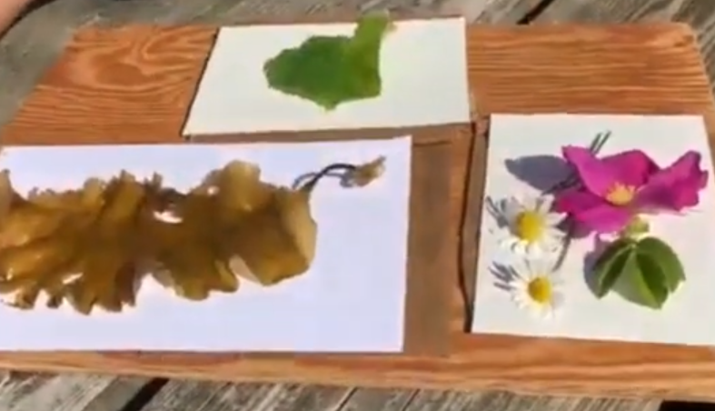 How to make a seaweed press - Boothbay Sea and Science Center