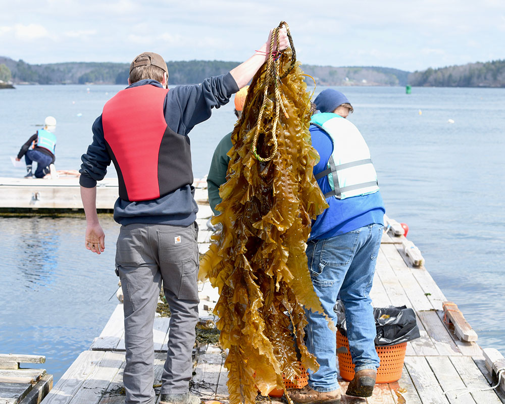 Seaweed farming program expands to 15 schools - Boothbay Sea and ...