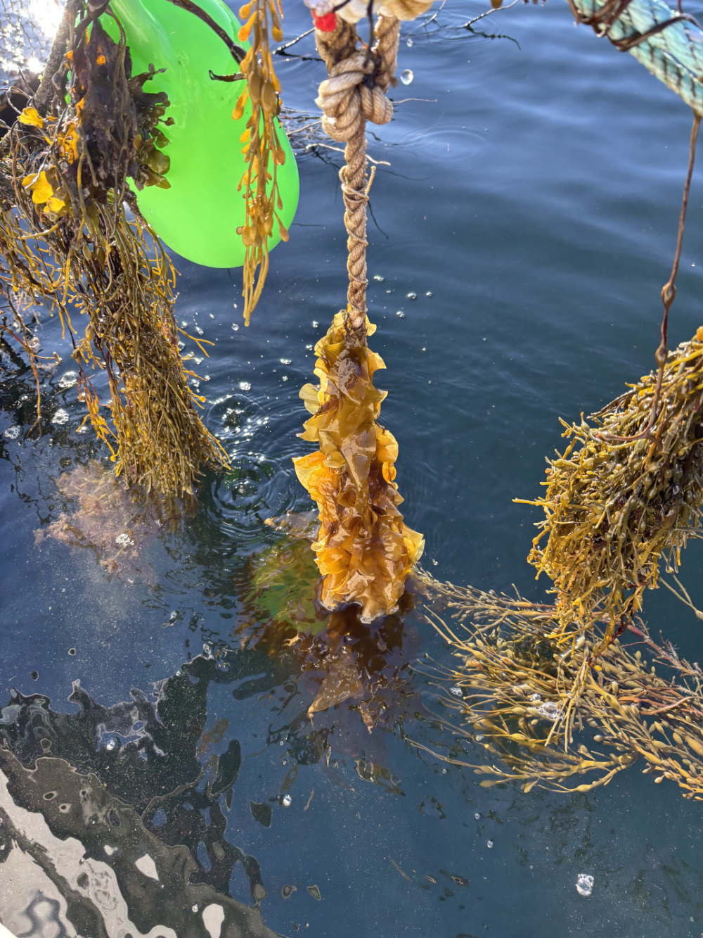 The seaweed is growing! - Boothbay Sea and Science Center